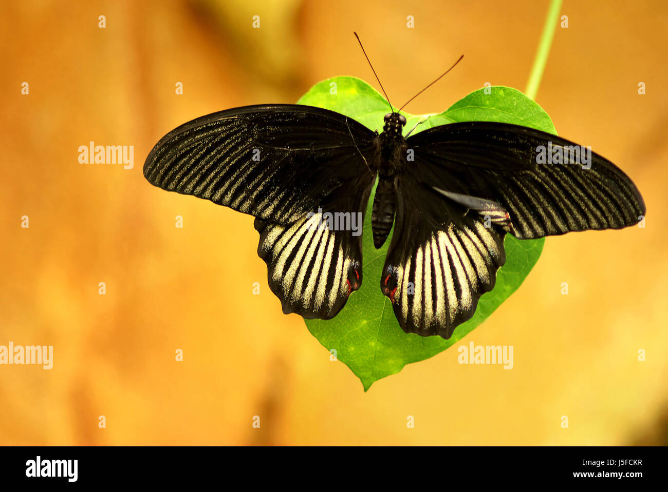 insect insects asia butterfly asiatic butterflies hand insecta ...