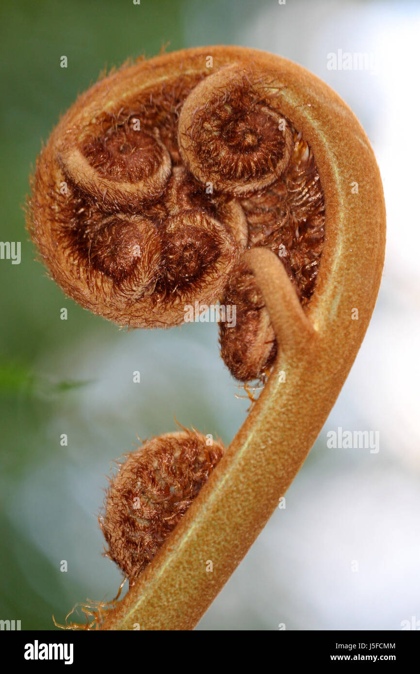 Prehistoric fern hi-res stock photography and images - Alamy