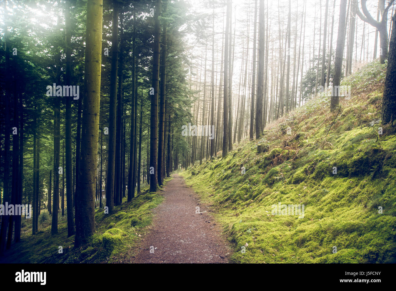 Hafod estate hi-res stock photography and images - Alamy