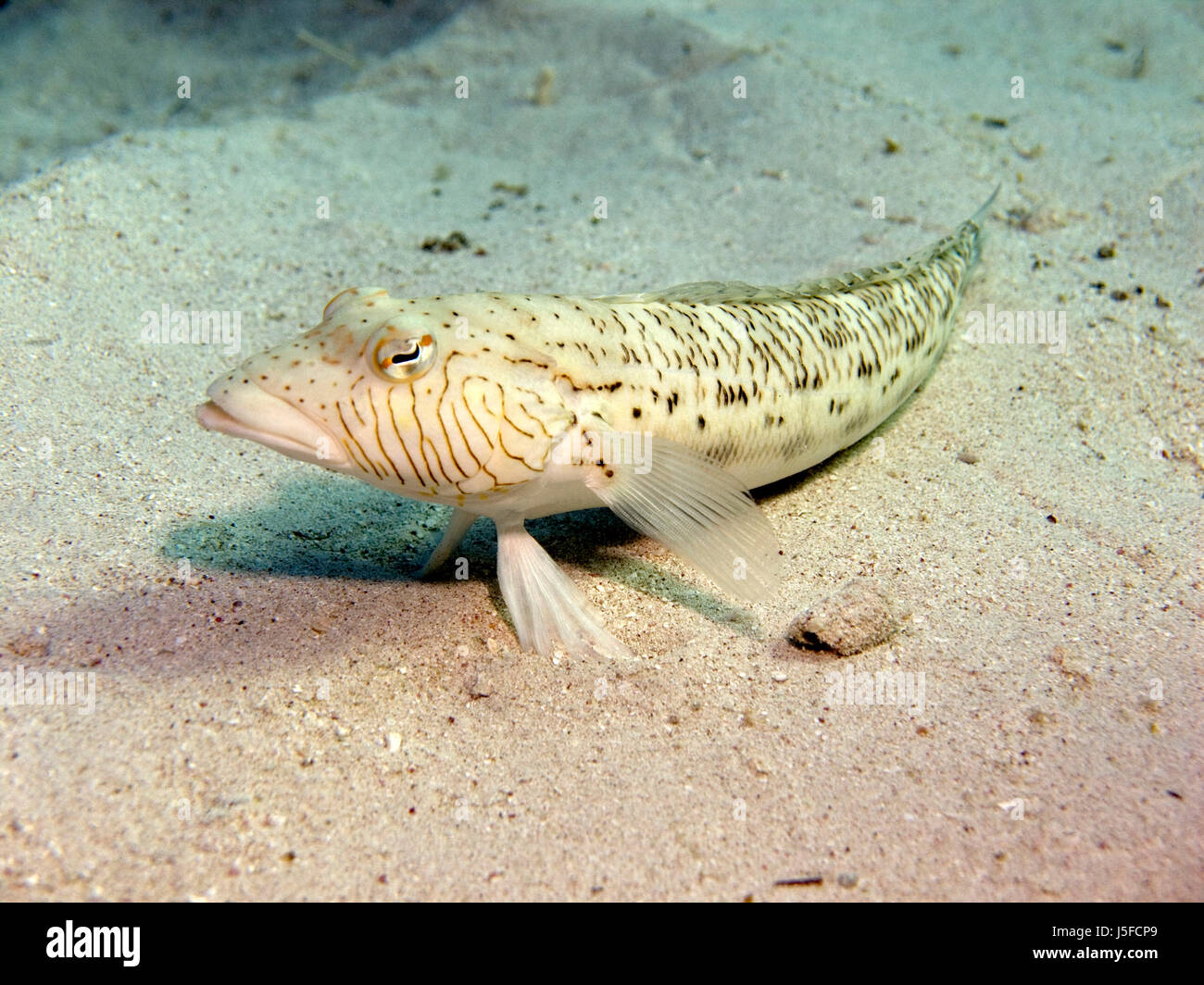 tail speck sand perch parapercis hexophtalma Stock Photo - Alamy