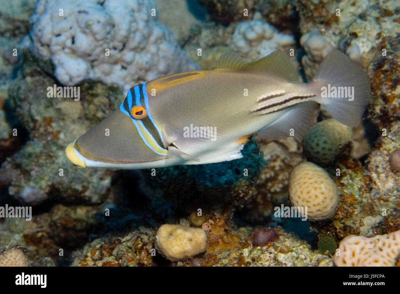 arabian picasso triggerfish rhinecanthus assasi Stock Photo - Alamy