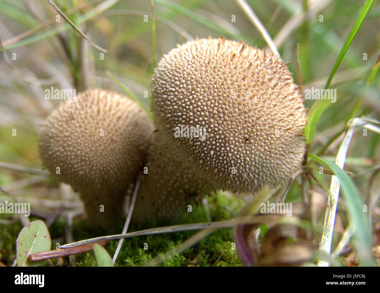 Bovist mushroom hi-res stock photography and images - Alamy
