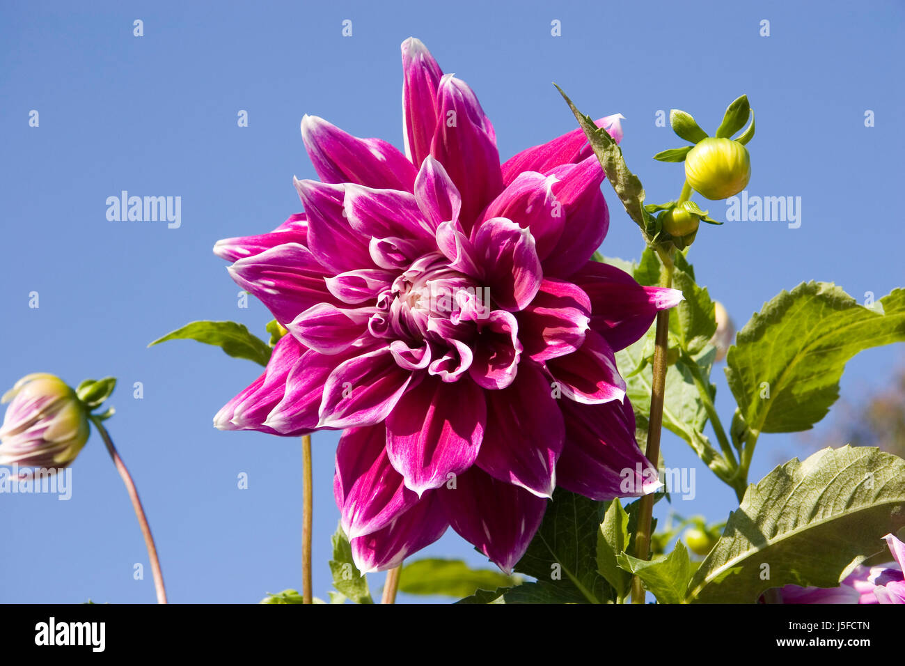 art work of art garden flower plant bloom blossom flourish flourishing ...