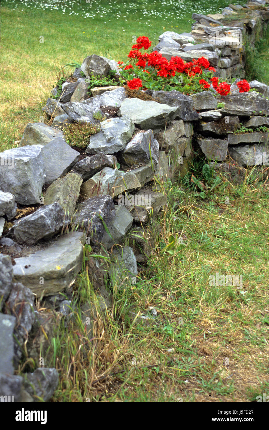 flower flowers plant summer summerly wall plants rubble meadow grass ...