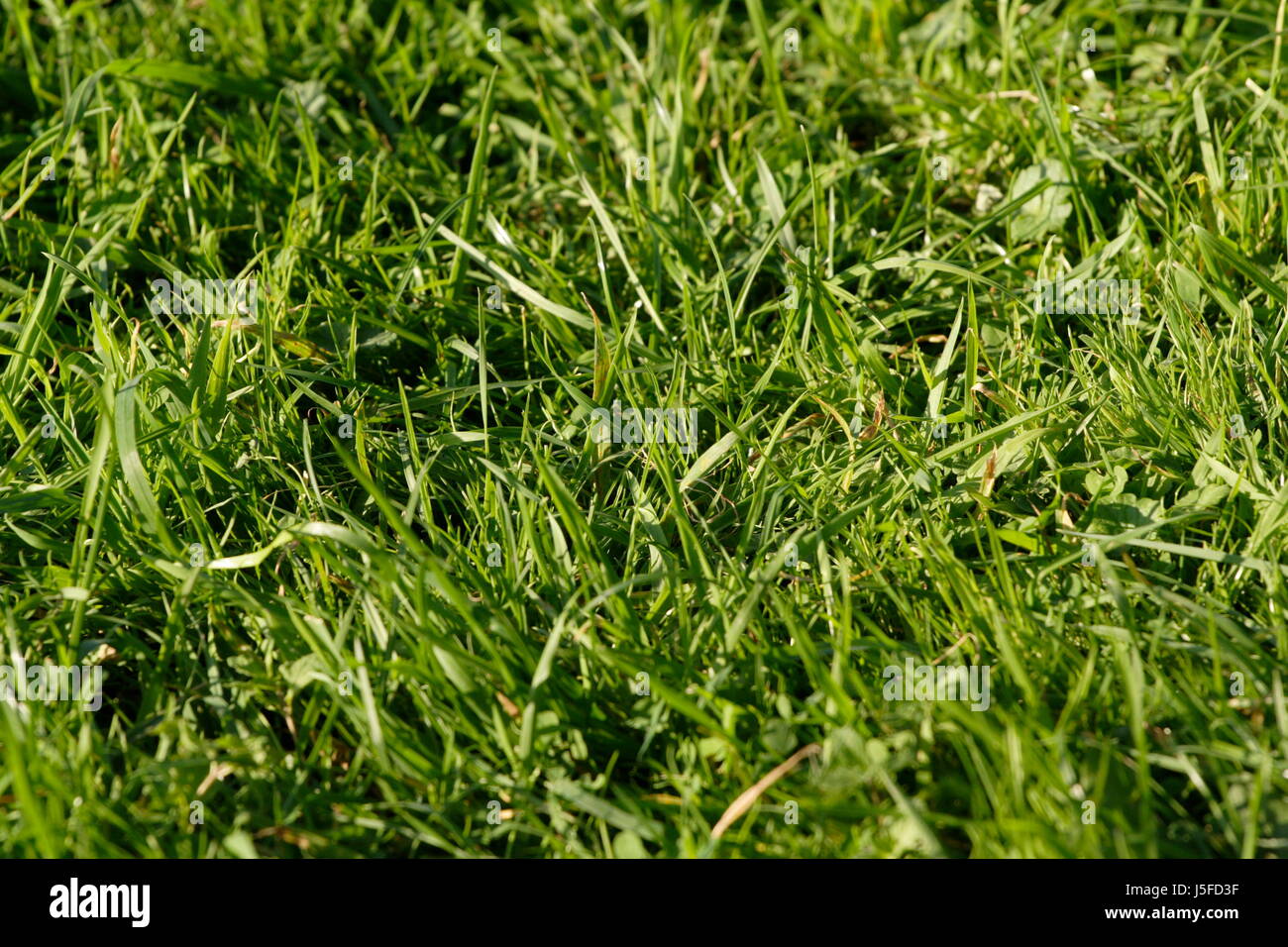 green grasses weed blade blades blade of grass meadow grass lawn green ...