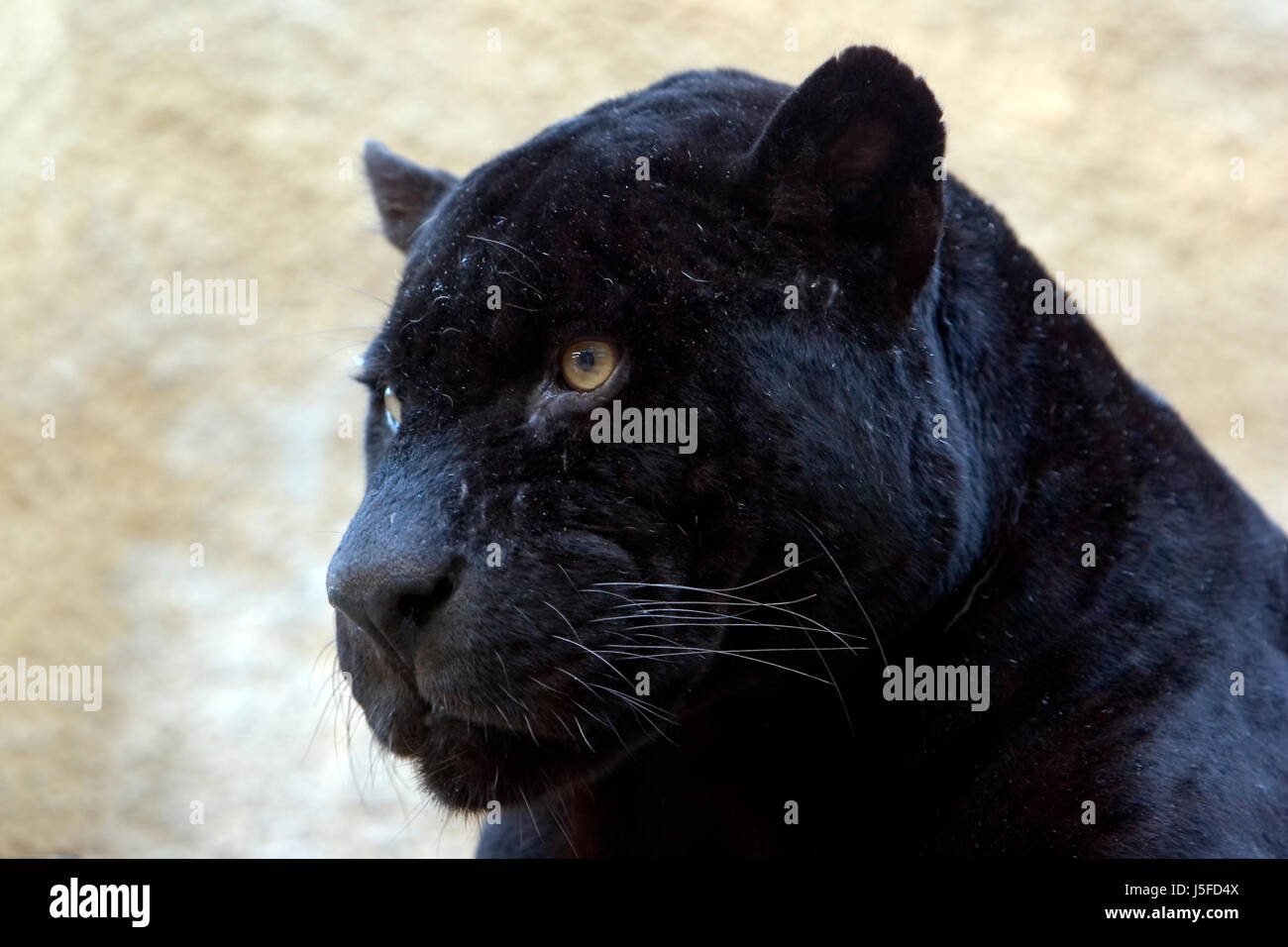 big cat feline predator black swarthy jetblack deep black zoo skin ...