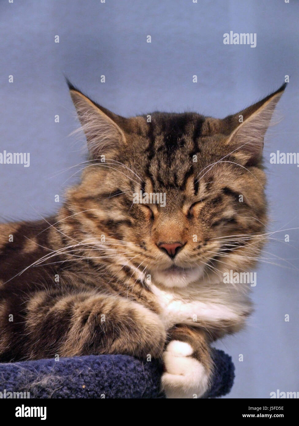 pet brown brownish brunette cat big cat feline predator tiger devoted ...