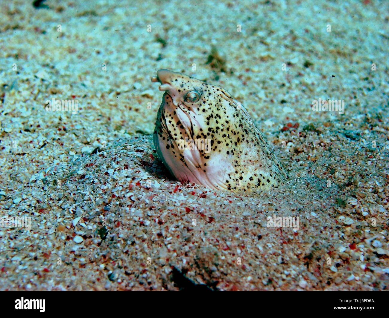 ground soil earth humus indonesia fish underwater marble coast dive ...