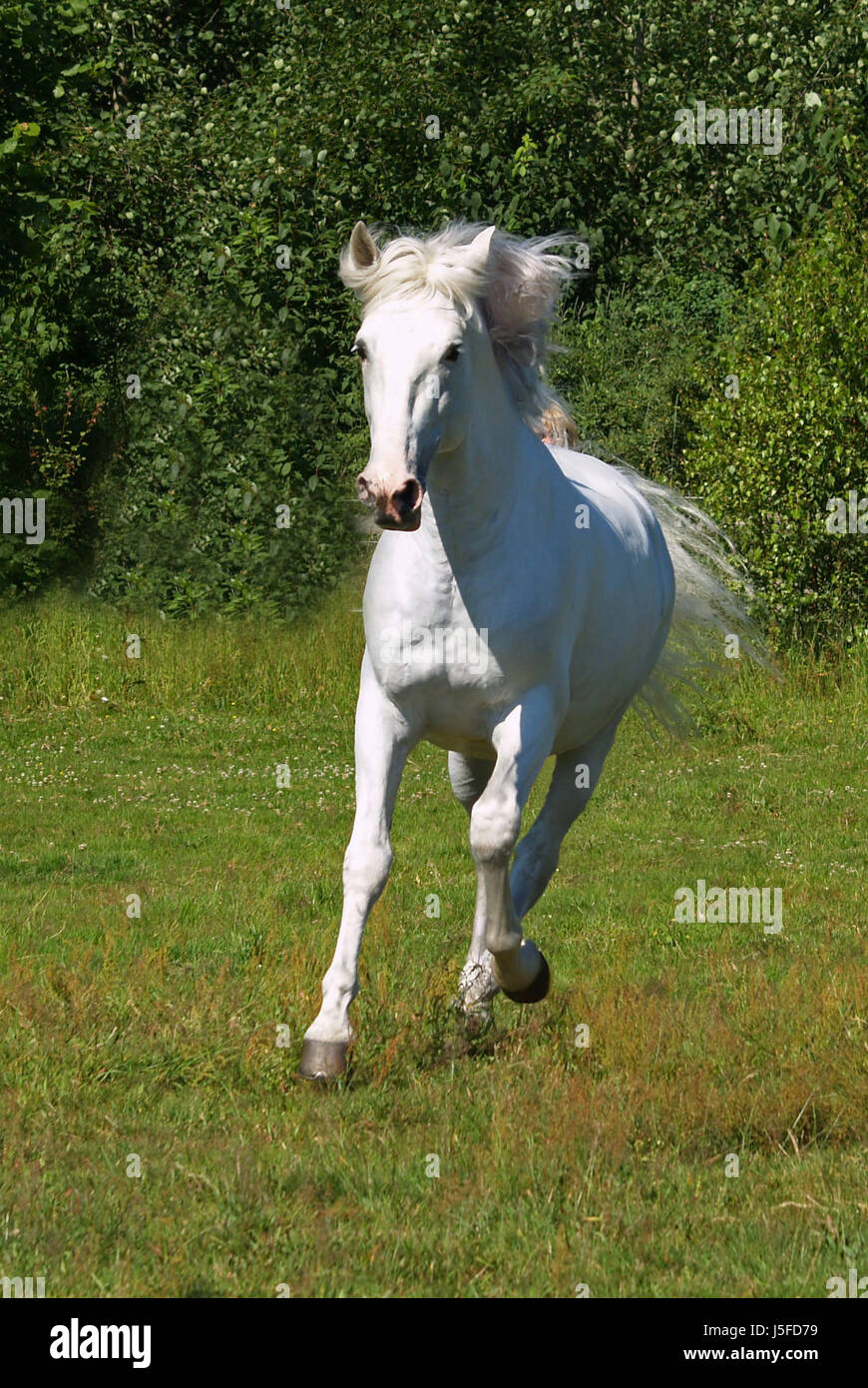 ride horse dynamics dynamism horses gallop stallion gelding strength ...
