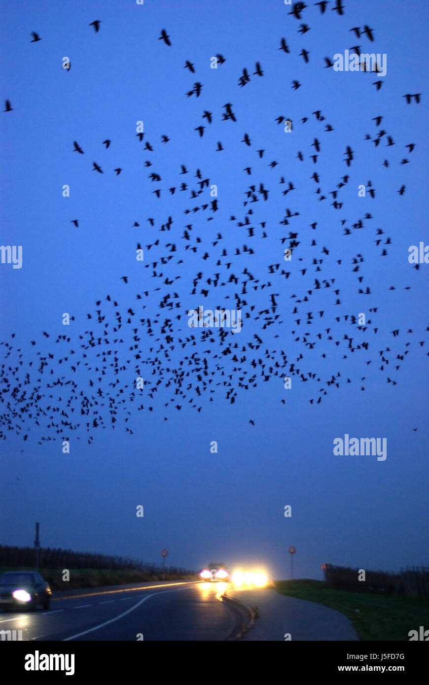 bird night nighttime birds hour bird flu crows migrant birds of passage flu Stock Photo - Alamy