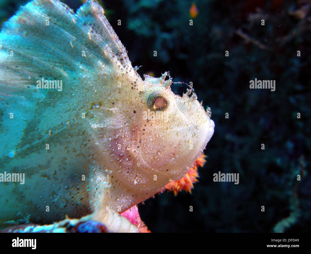 Fish profile hi-res stock photography and images - Alamy