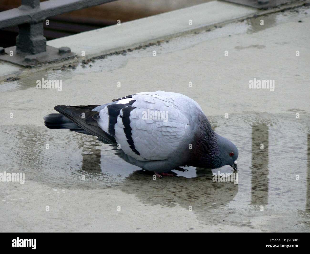 drink drinking bibs animal bird birds wet moist pigeon puddle weather ...