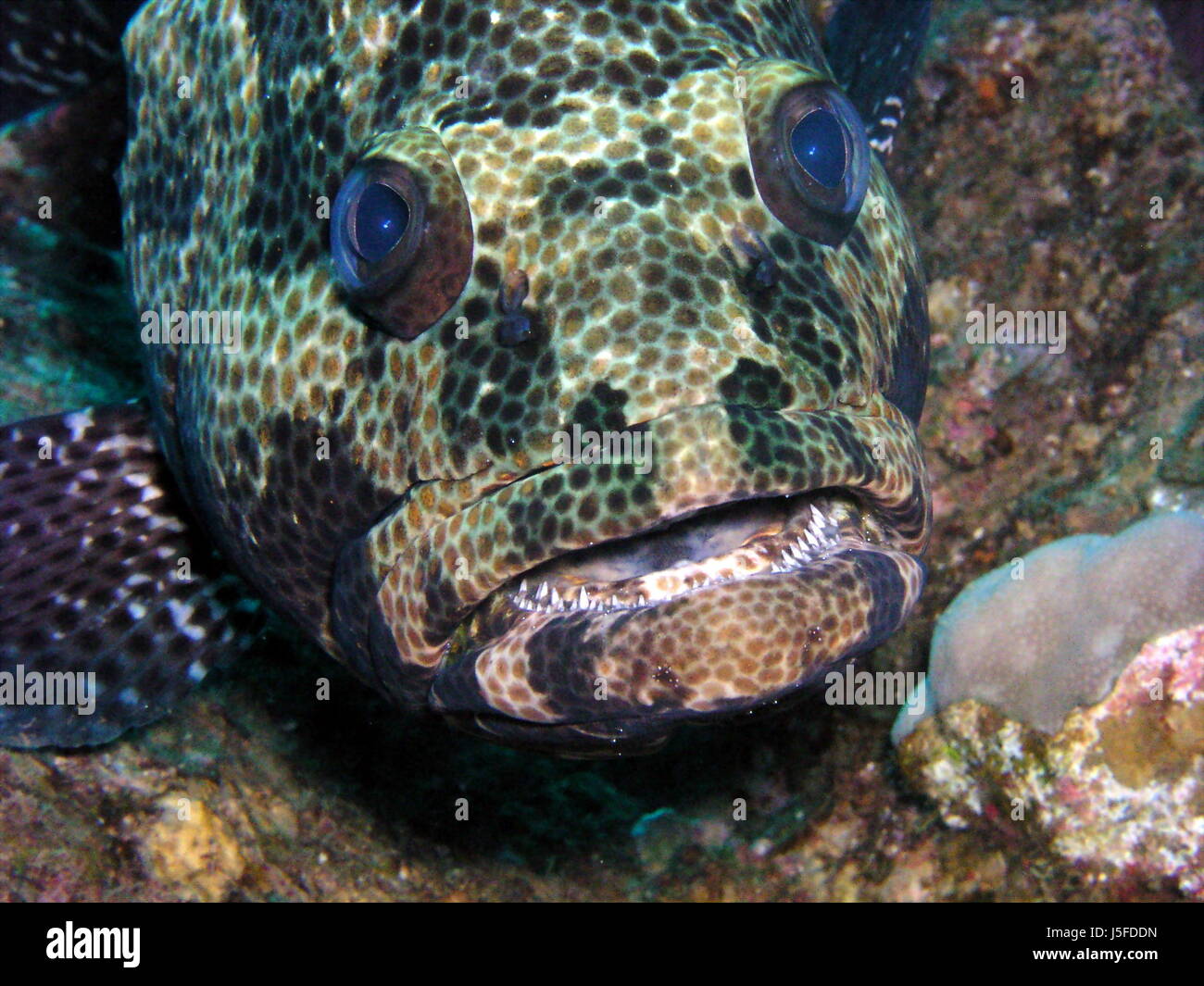 Harsh fish underwater fish pisces hi-res stock photography and images ...