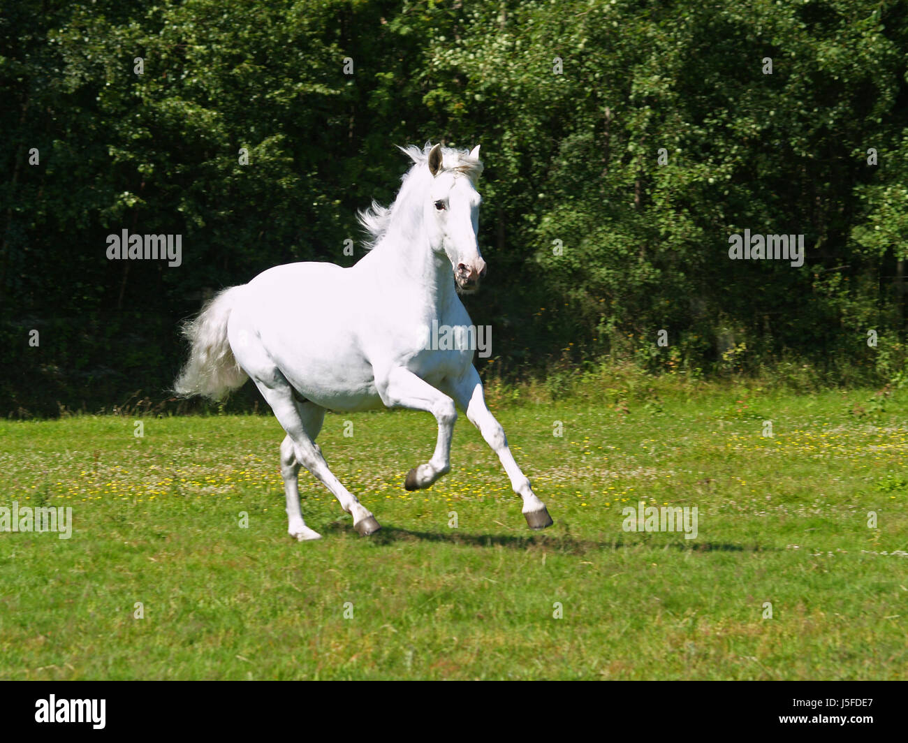 ride horse horses gallop stallion gelding mare action strength force ...