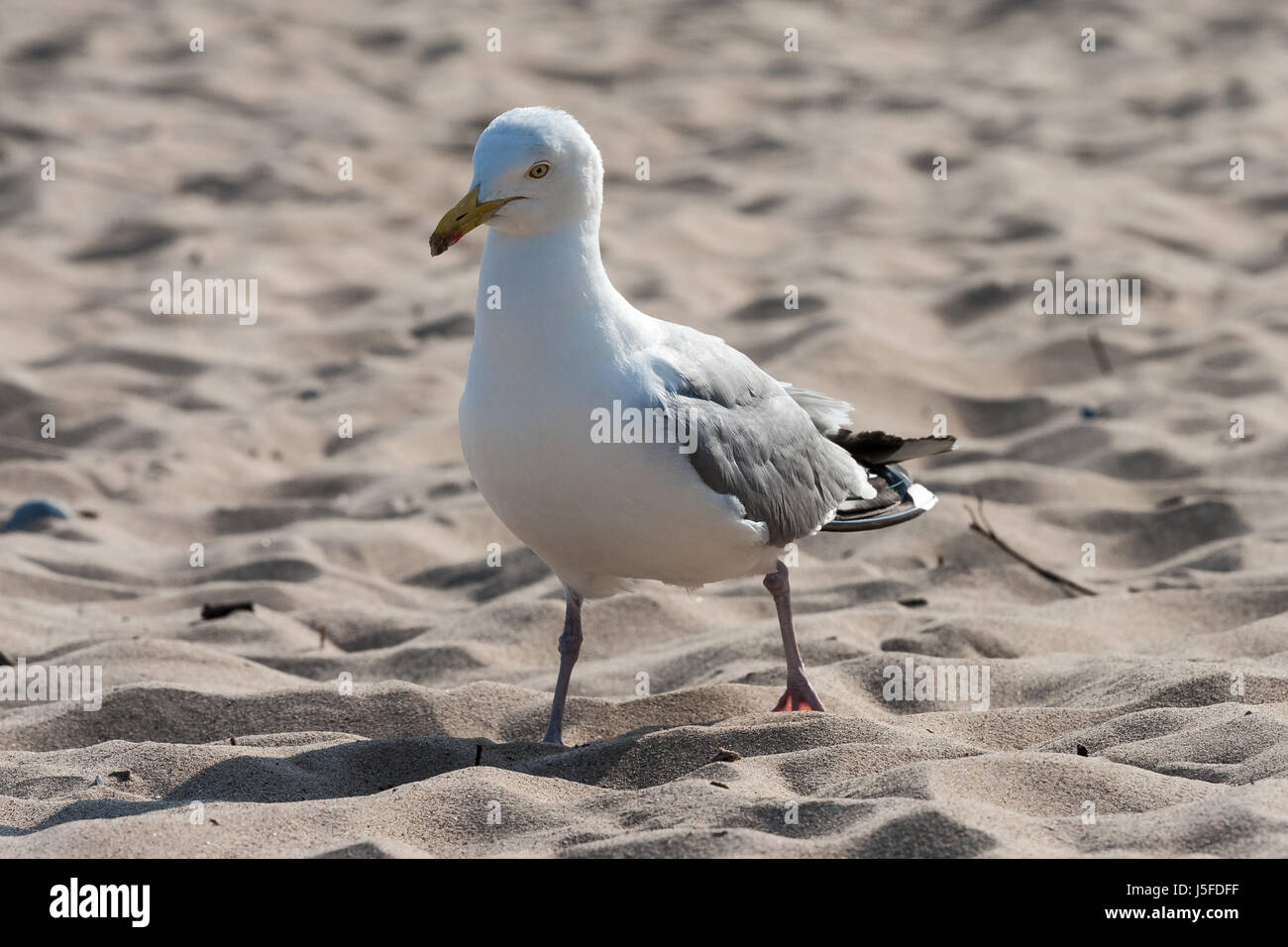 Seagull walking on a sandy beach - Tenby, Pembrokeshire, Wales, Great ...