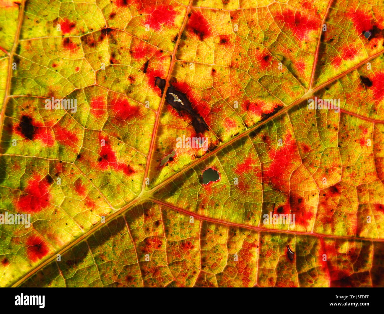 variegated leaf structure Stock Photo - Alamy