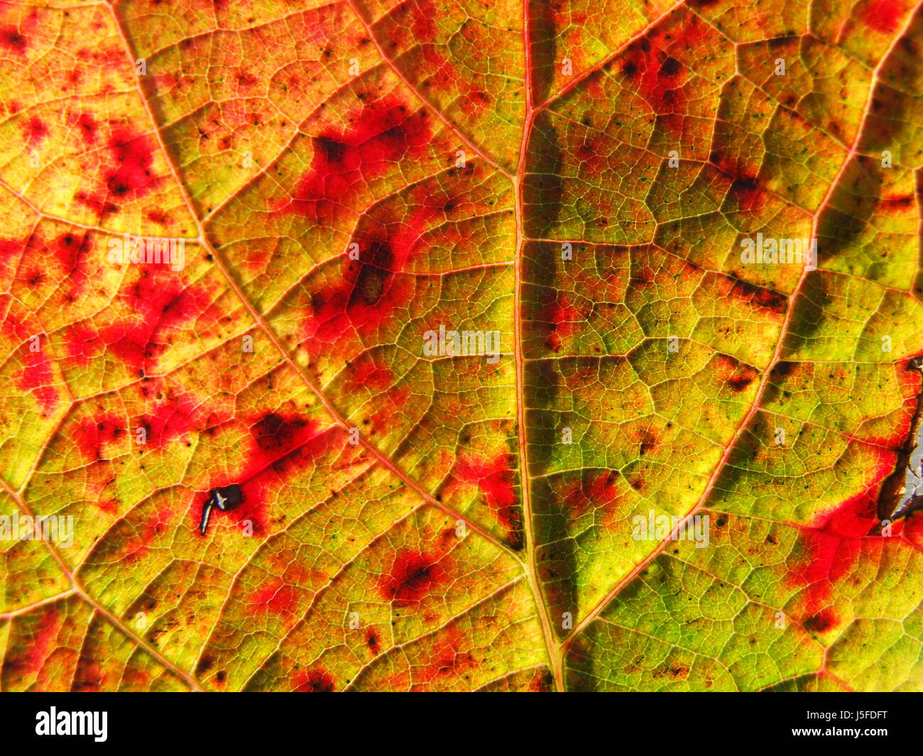 grape leaf structure Stock Photo - Alamy