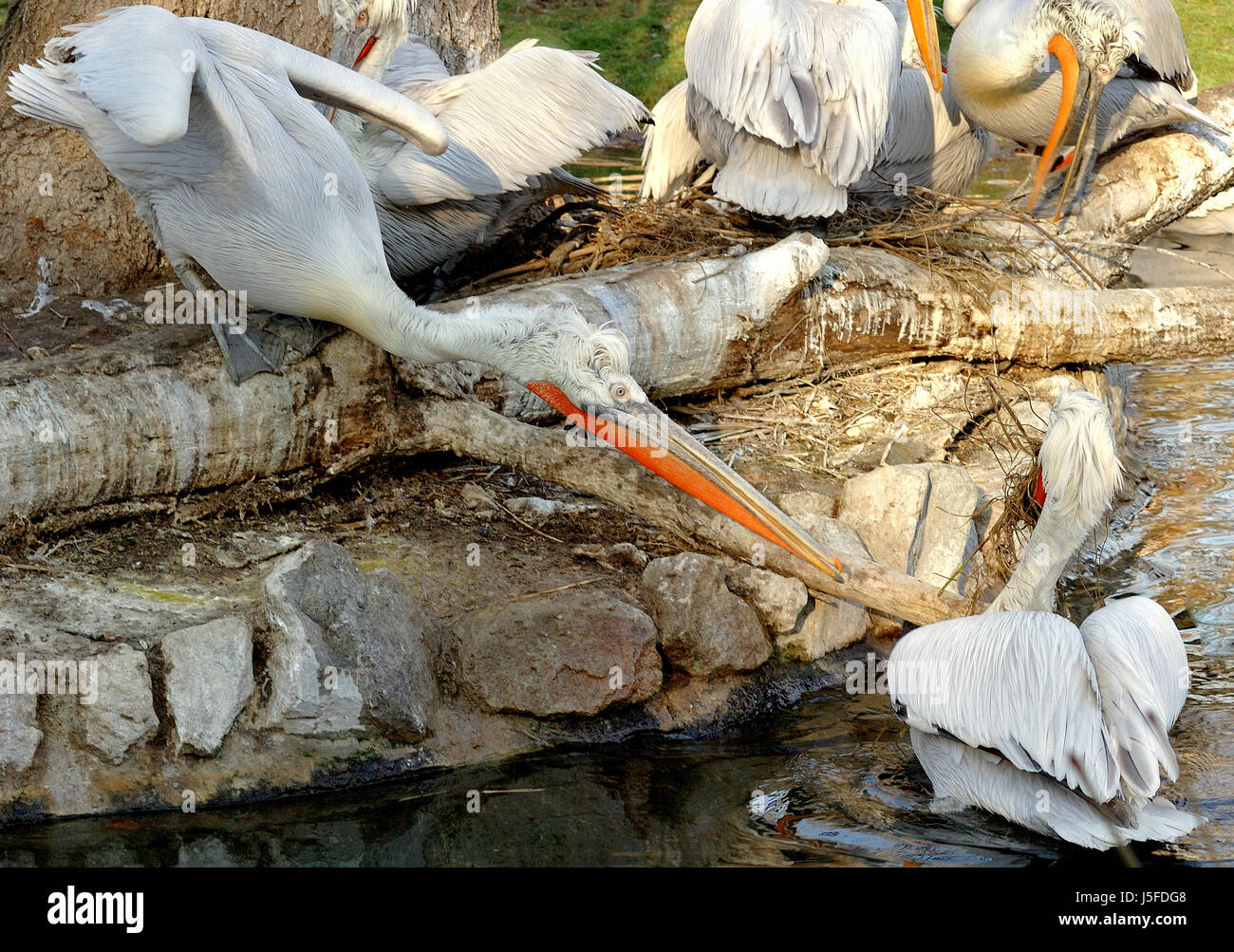 bird birds wing envy feathers beak waterfowls rage anger pelican ...