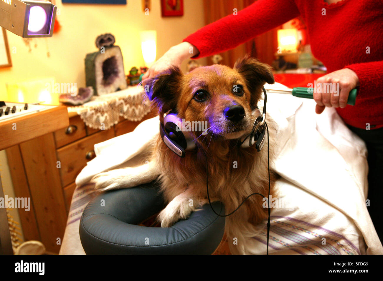 health animals pets dogs care wellness recuperation dog mongrel health ...