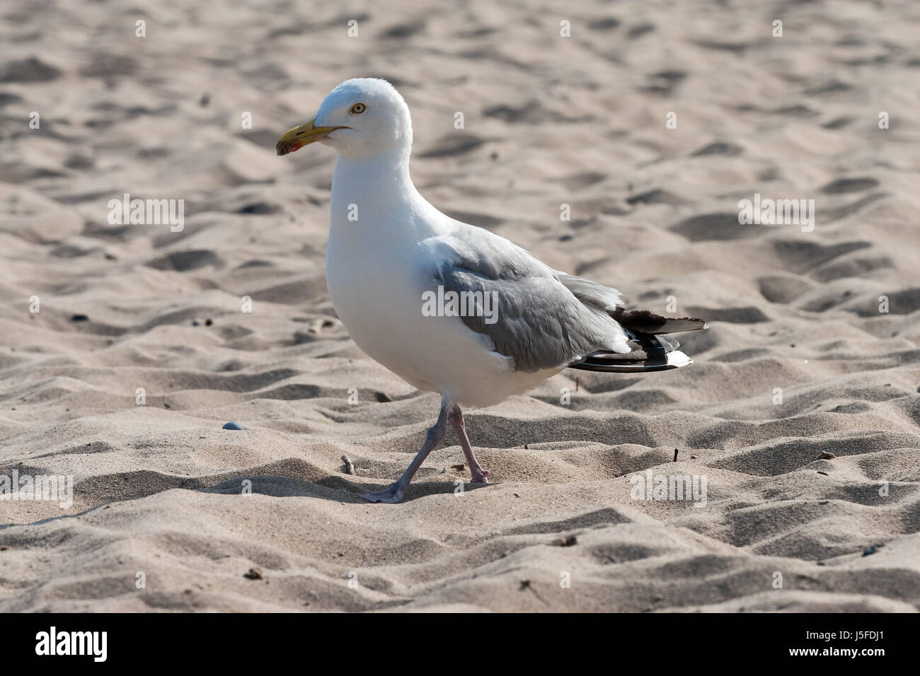 Seagull walking on a sandy beach - Tenby, Pembrokeshire, Wales, Great ...