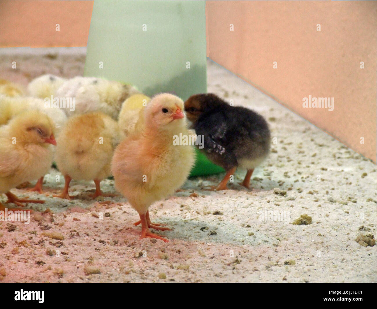 bird birds small tiny little short feathers chick chicken fluff trough ...