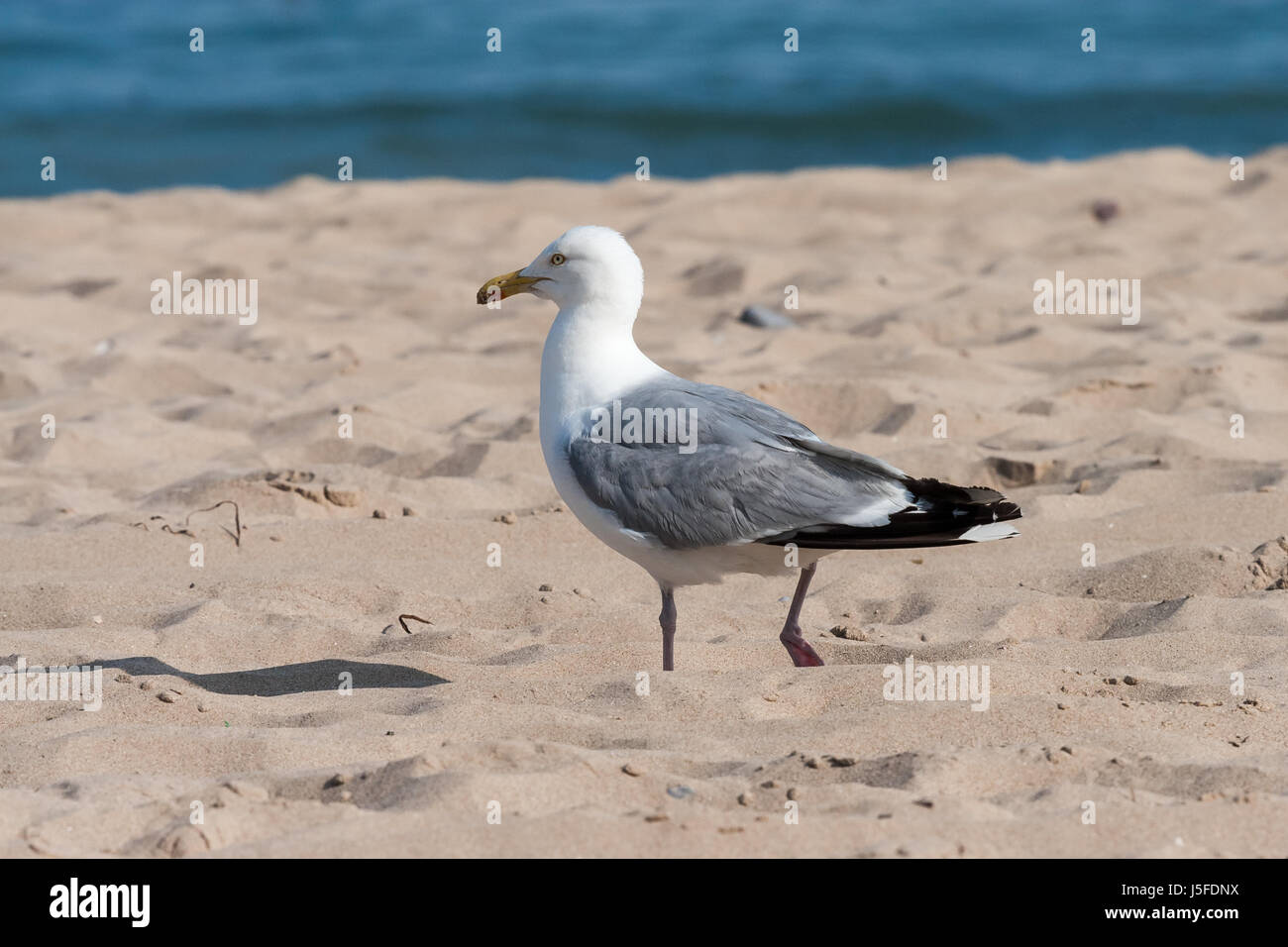 Seagull walking on a sandy beach - Tenby, Pembrokeshire, Wales, Great ...