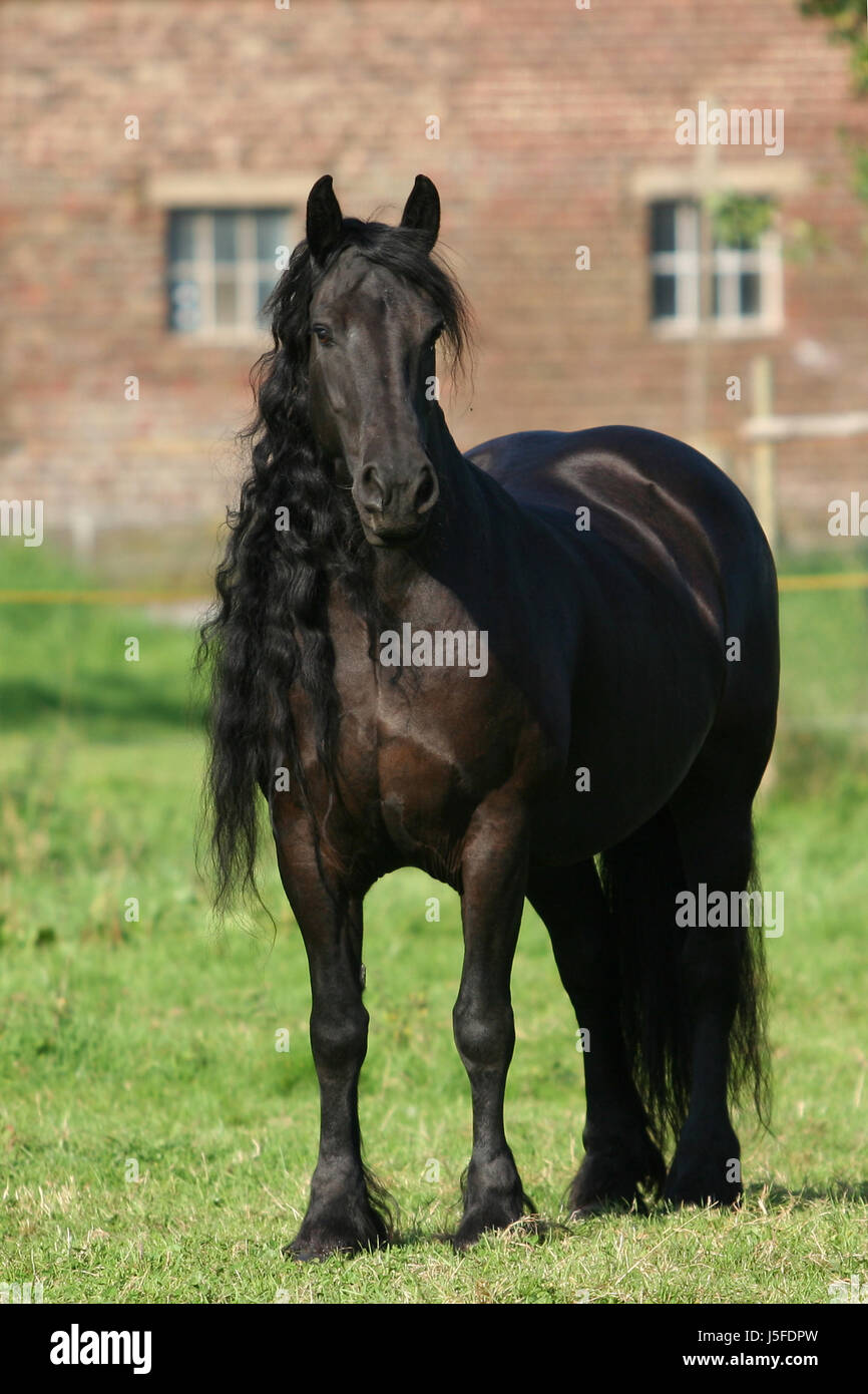 Black friesian baroque horse stallion hi-res stock photography and ...
