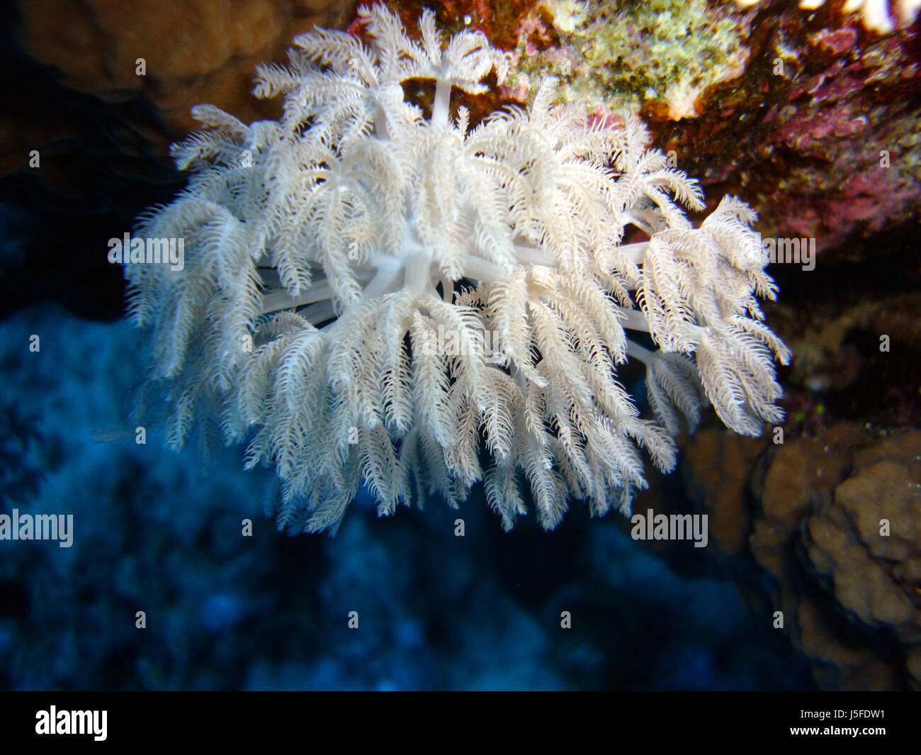 night nighttime underwater salt water water dive reef polyps sea ocean ...