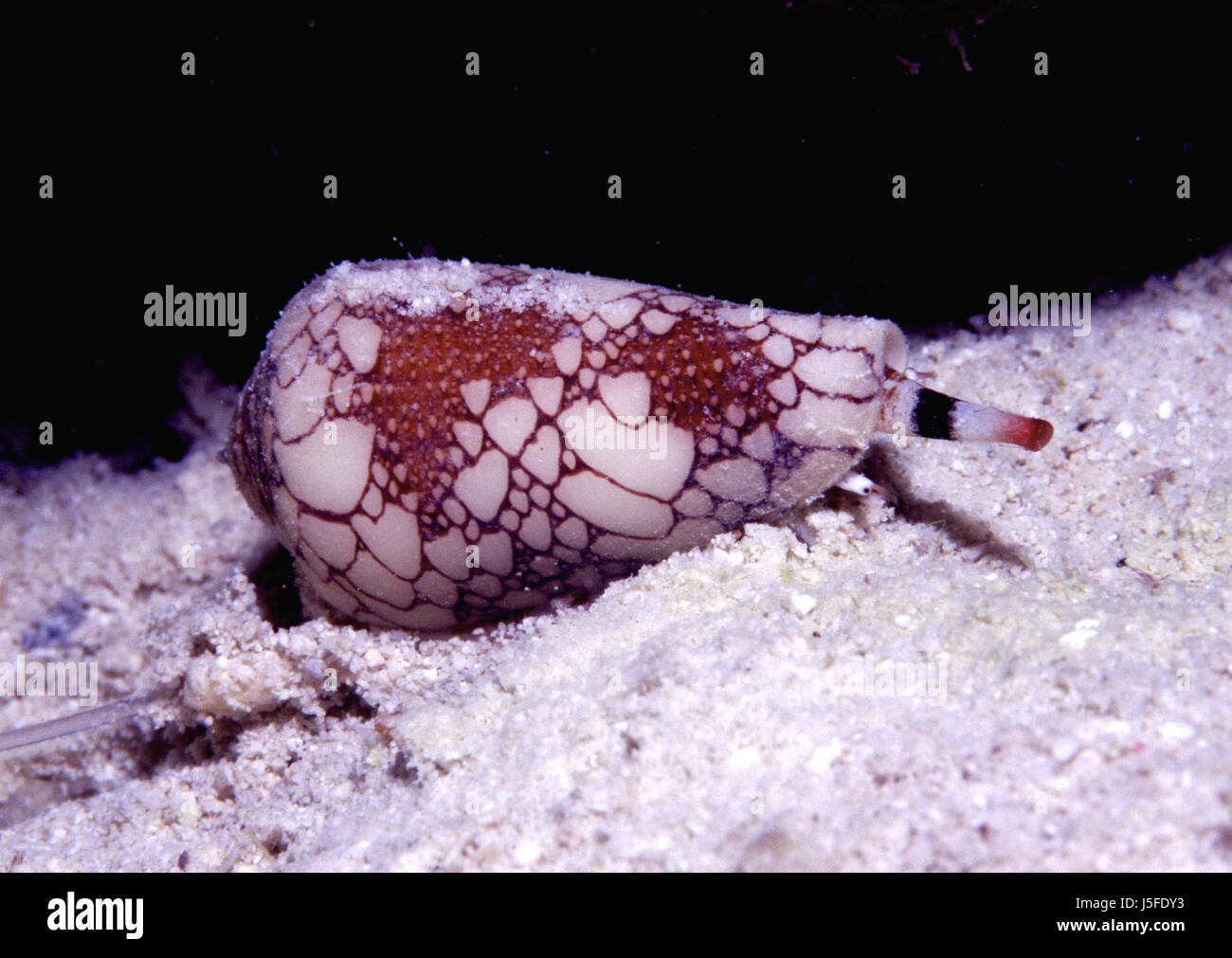 textile cone snail Stock Photo - Alamy