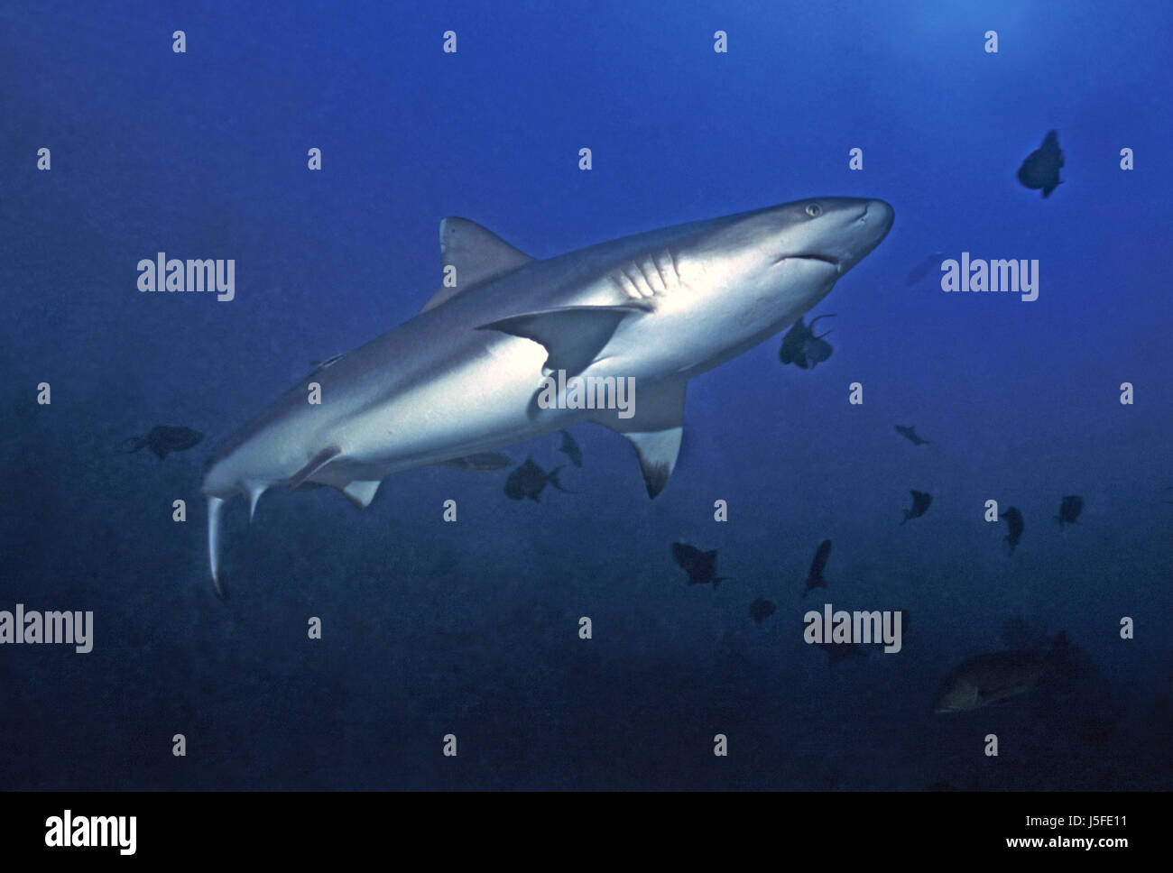 gray reef shark Stock Photo - Alamy