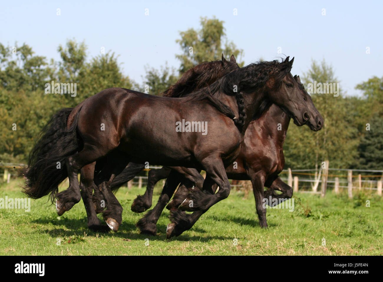 big large enormous extreme powerful imposing immense relevant horse ...