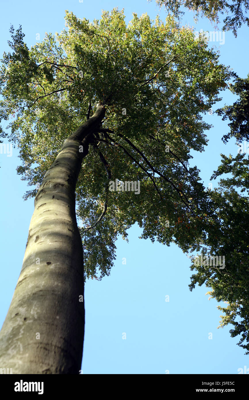 big large enormous extreme powerful imposing immense relevant tree ...