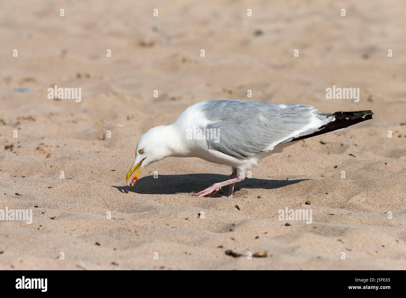 Seagull walking on a sandy beach - Tenby, Pembrokeshire, Wales, Great ...