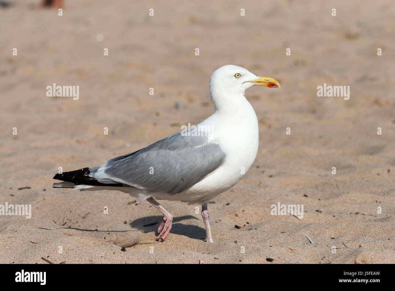 Seagull walking on a sandy beach - Tenby, Pembrokeshire, Wales, Great ...