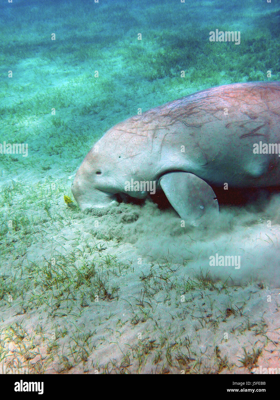 food aliment mammal fish underwater to gorge engulf devour dive atoll ...