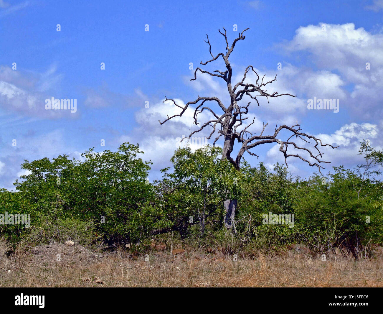 leaf tree trees plant africa leaves botany bushes tribes blossoms ...