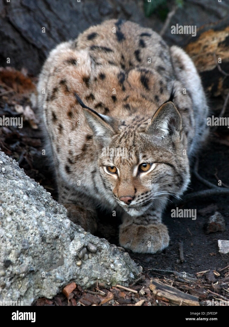 big cat feline predator strain skin purr cat lynx pussycat domestic cat ...