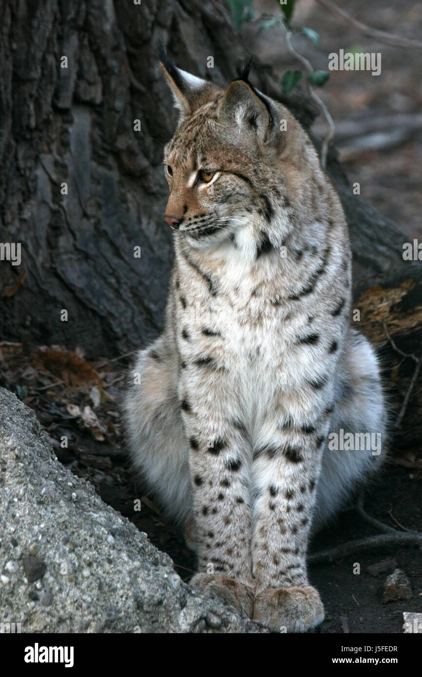 big cat feline predator skin purr hunt district cat lynx pussycat ...