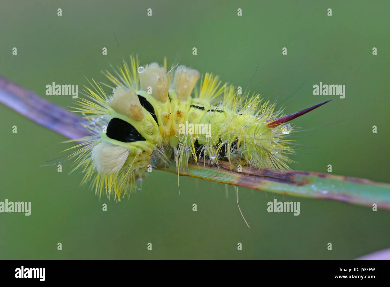 butterfly tail moth sting caterpillar paintbrush brush yellow nature ...