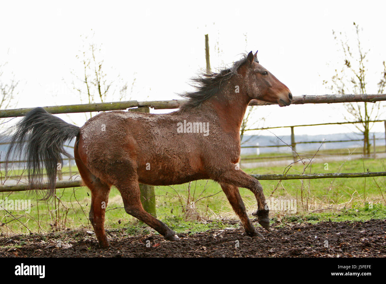 horse horses gallop spring bouncing bounces hop skipping frisks jumping ...