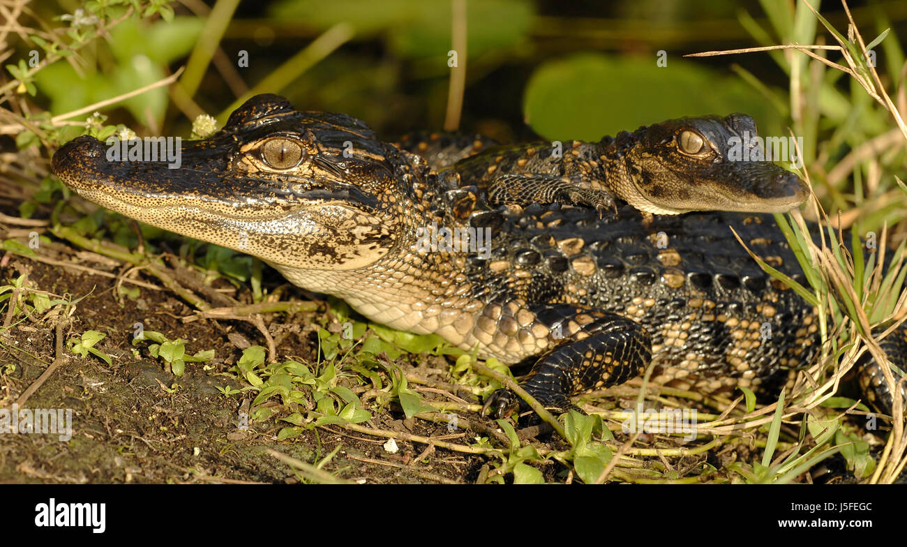 danger swamp nest amphibians mother mom ma mommy reptiles mothers fen ...