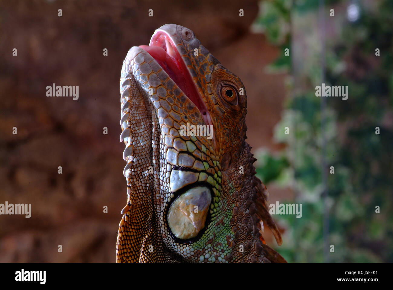 danger animal pet green cold wild lizard saurian zoo tip peak fear ...