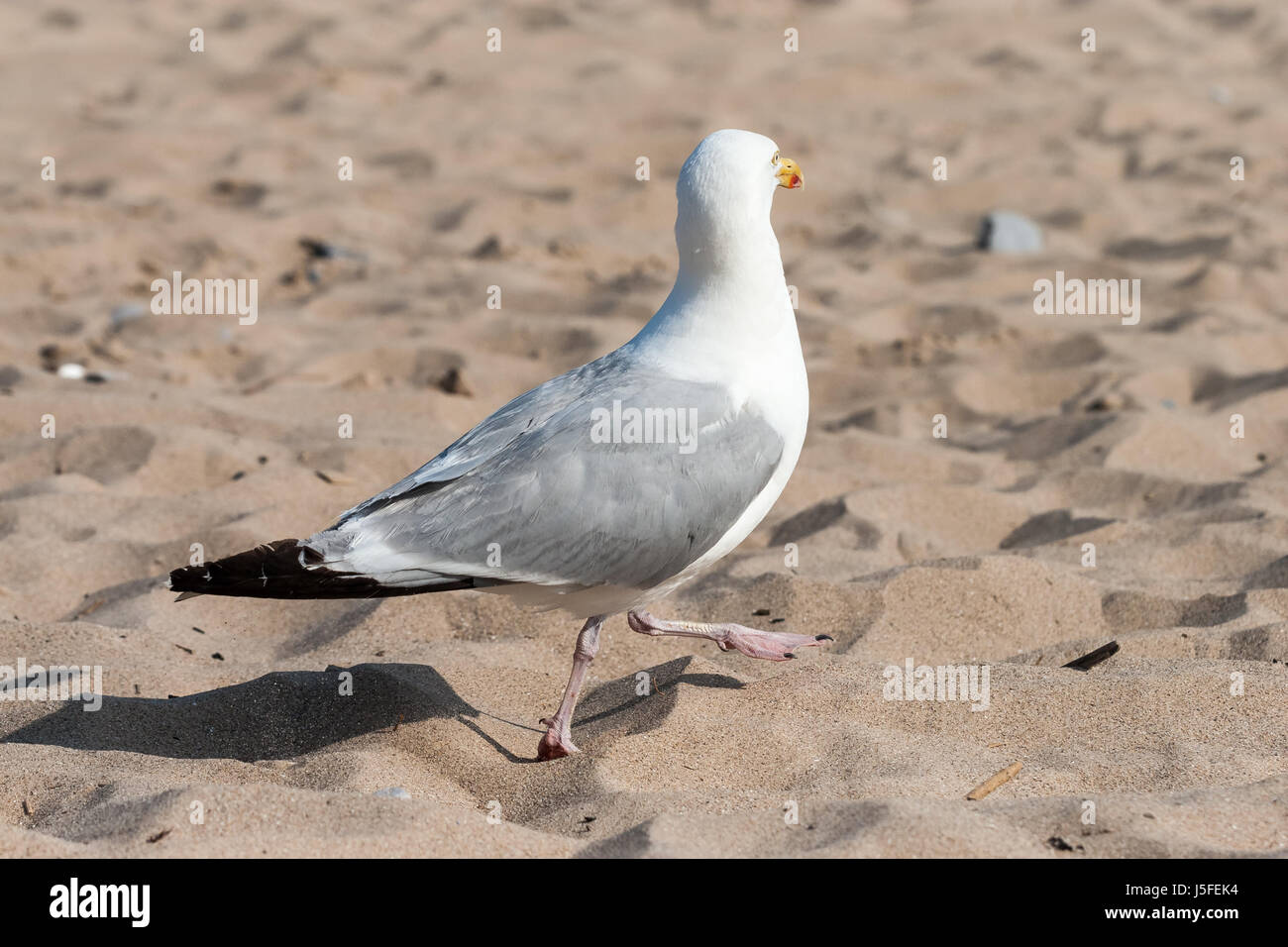 Seagull walking on a sandy beach - Tenby, Pembrokeshire, Wales, Great ...