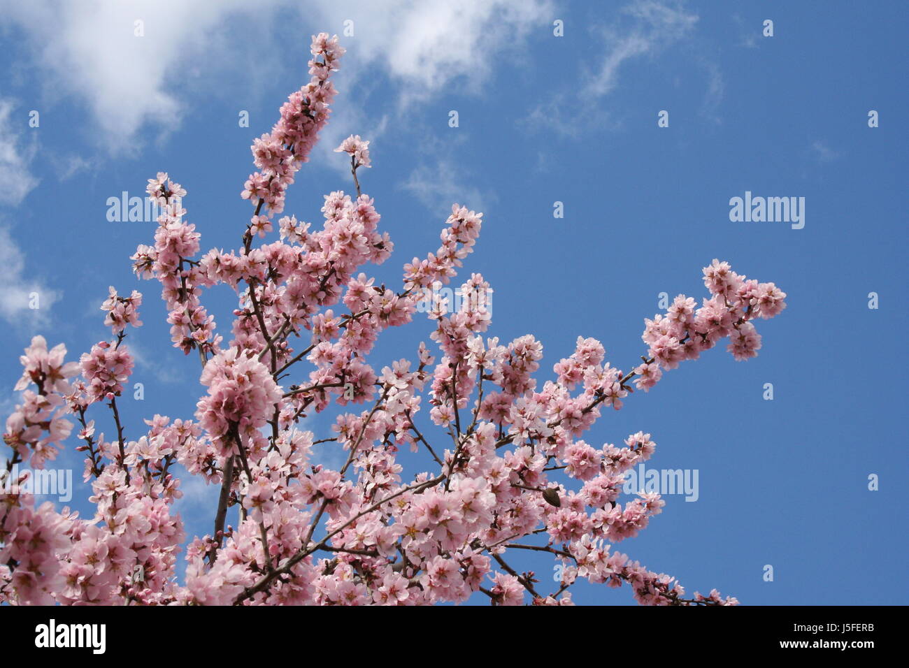 blue tree bloom blossom flourish flourishing cloud blank european ...