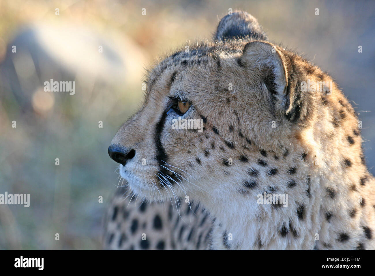 africa hunter big cat feline predator skin predator cat cheetah ...
