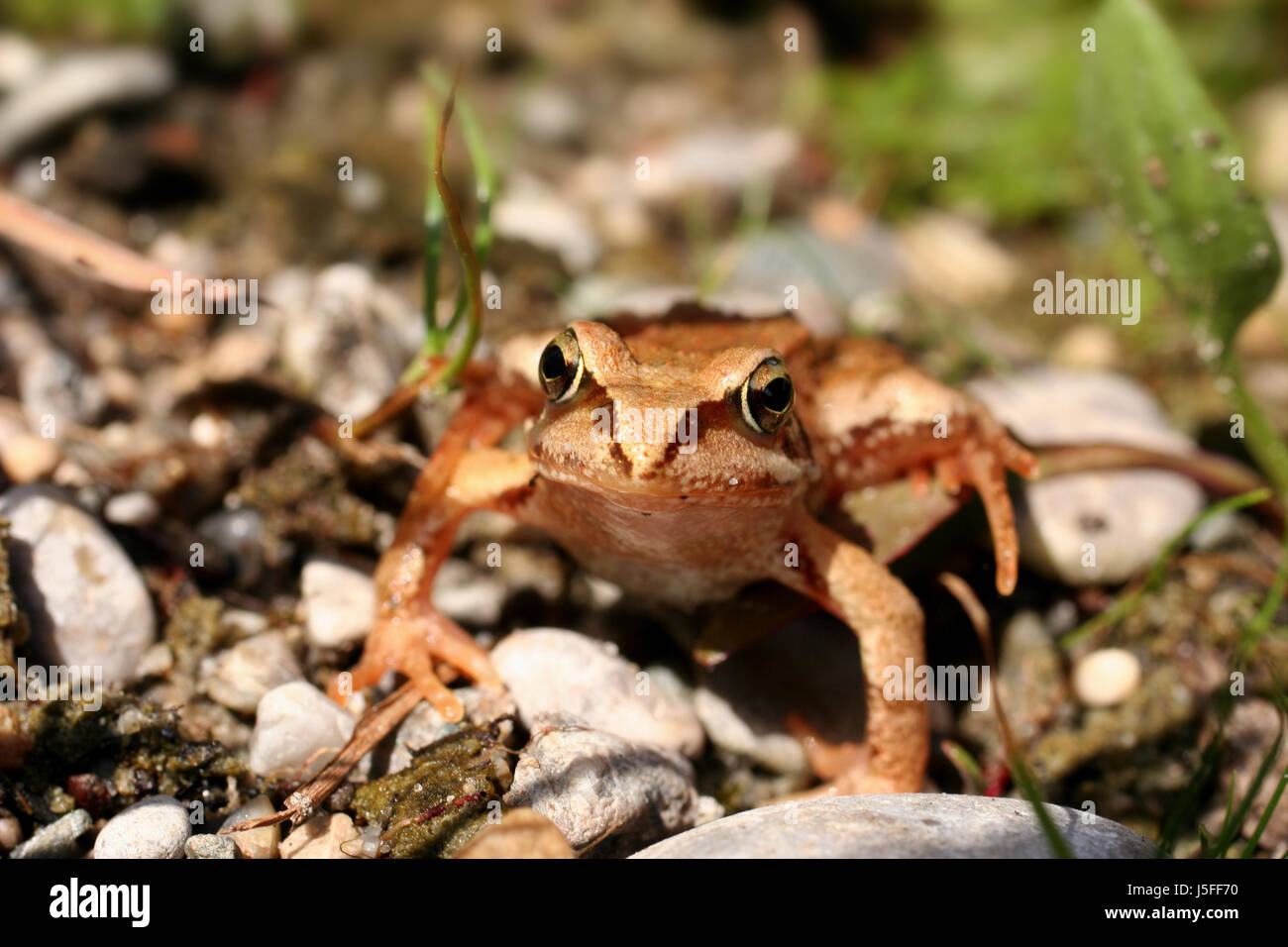 amphibian light brown amphibians frog true frontally slippery frogs ...