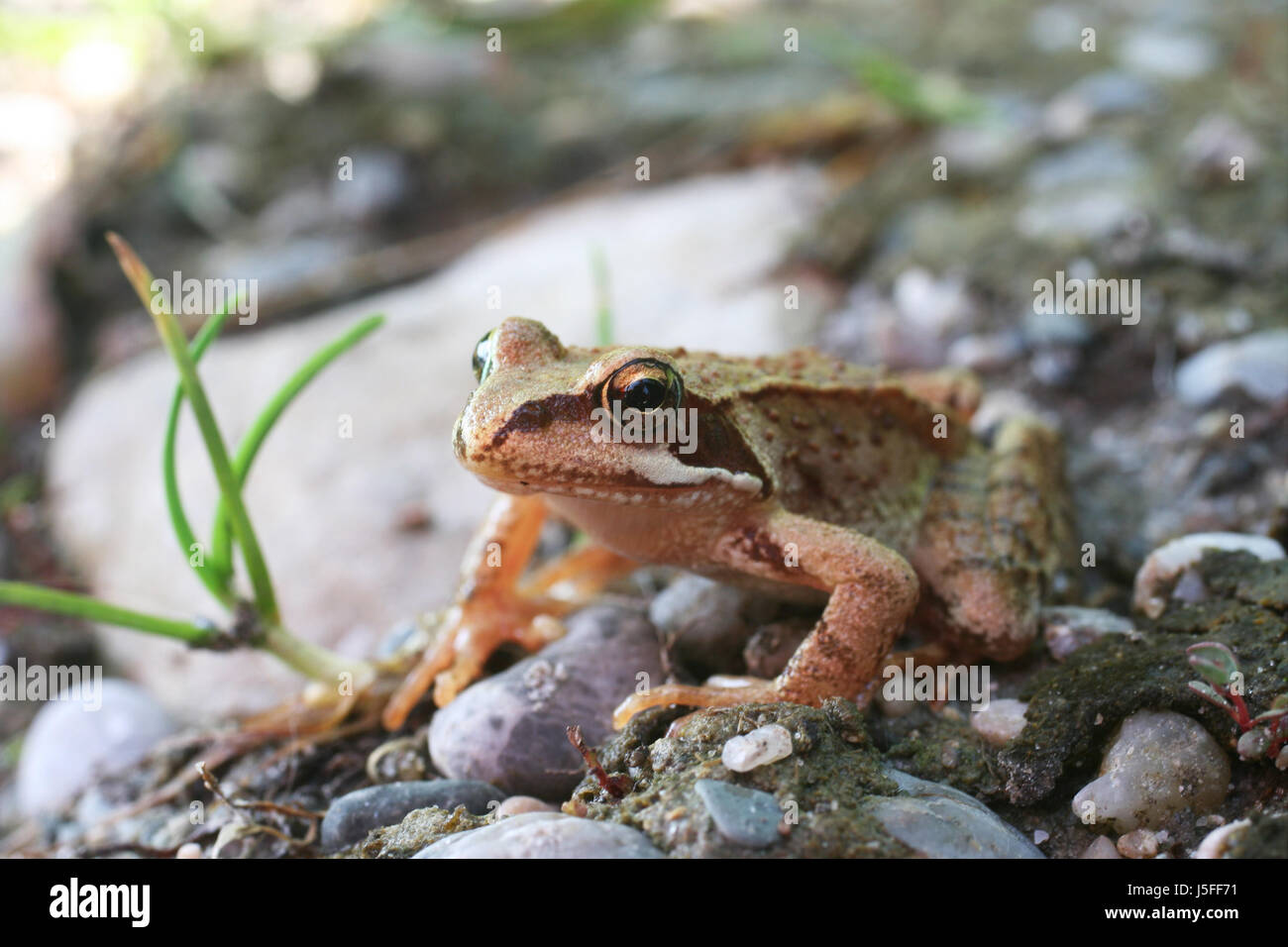 amphibian light brown lateral amphibians frog true slippery frogs ...