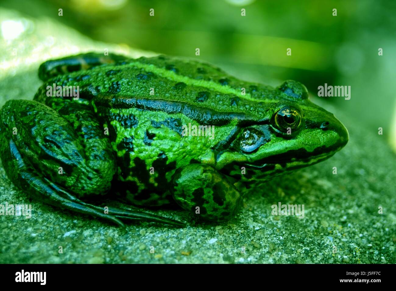 Frog feet hi-res stock photography and images - Alamy