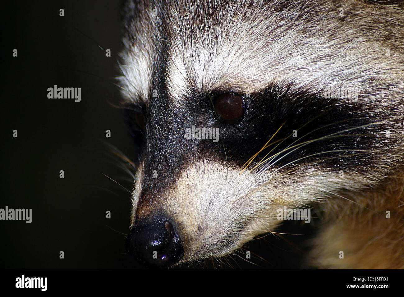 animal mammal bear skin predator raccoon coon fur bearing animal ...