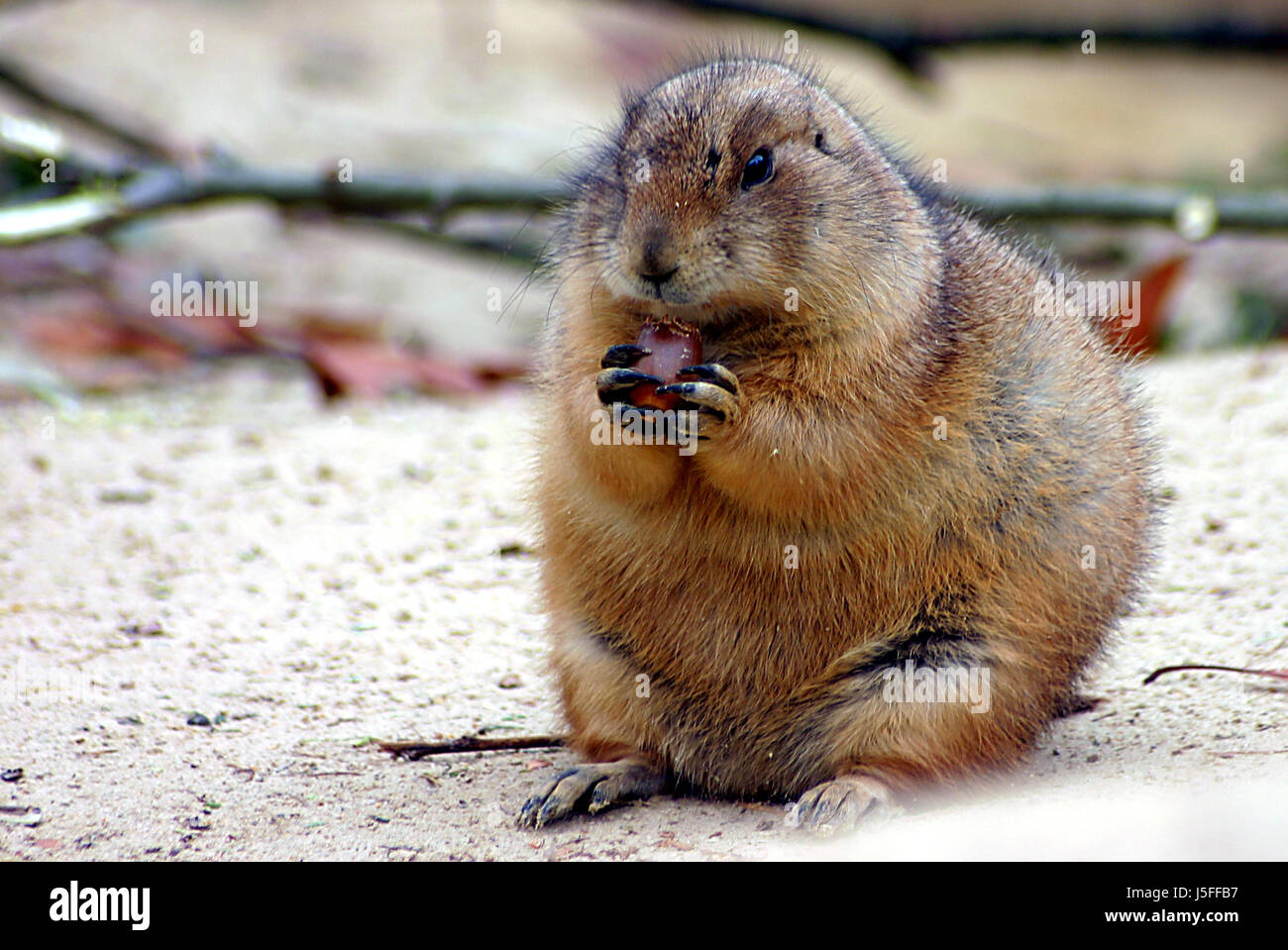 animal rodent fruit to gorge engulf devour gnaw nature animal rodent ...